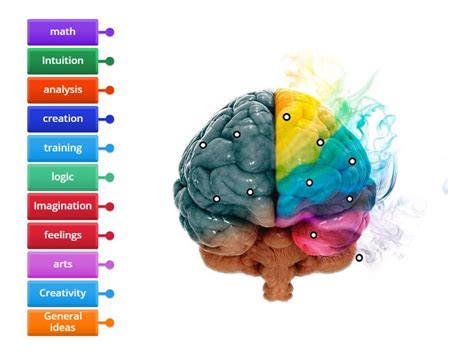 Han Brain Hemisphere Labelled Diagram