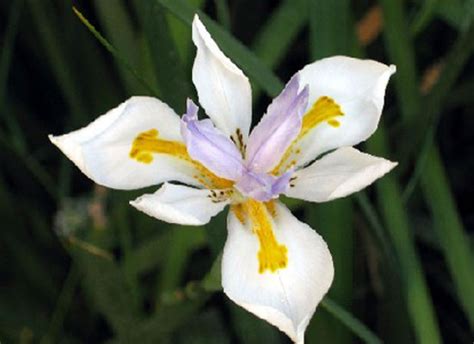 Cultivo Y Cuidados De Los Lirios