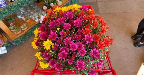 Trader Joes Fall Mums Have Arrived Hip2save