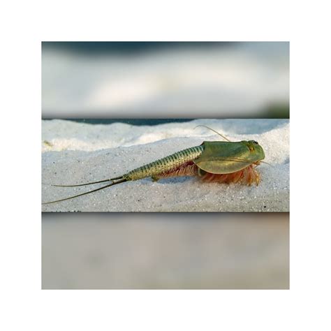 50 Oeufs De Triops Australiensis Queensland