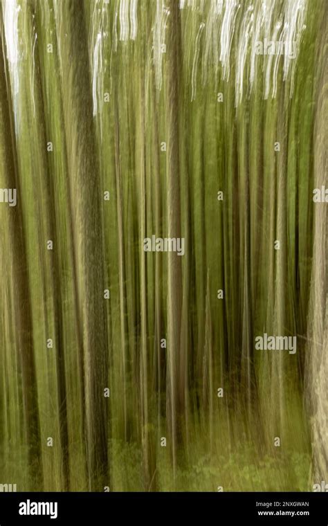 Wa23154 00washington Pan Motion View Of A Forest Of Tall Skinny Trees In Wallace Falls