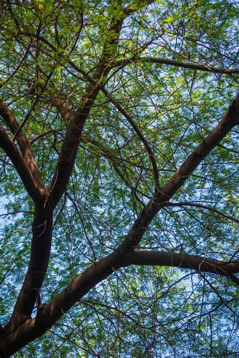 Sunlight Passing Through Tree Leaves In Tropical Forest Stock Image