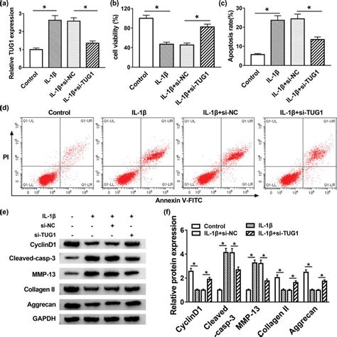 Tug1 Deletion Promoted Cell Proliferation And Inhibited Apoptosis And