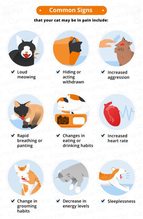 Is Your Cat In Pain Common Causes Of Cat Pain Canna Pet
