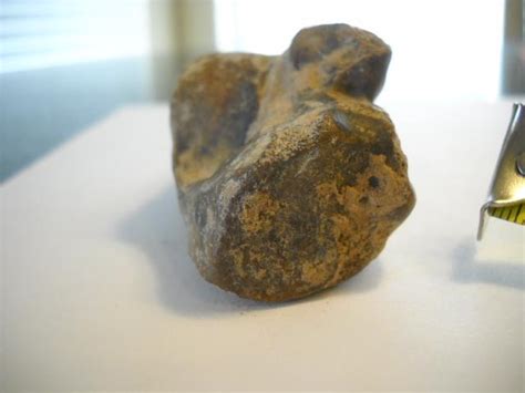 Calcaneum Id Fossil Id The Fossil Forum