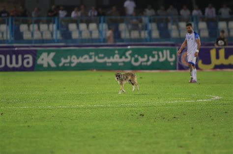 عجیب‌ترین صحنه‌های فوتبال ایران در صد سال ورزش سه