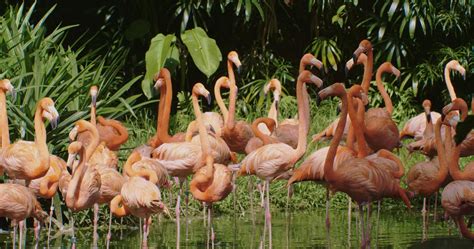 Worlds Biggest Bird Park The Great Migration Tvf International