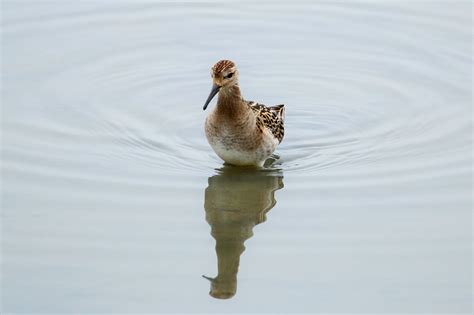 エリマキシギ 2017 09 07 日本の野鳥識別図鑑