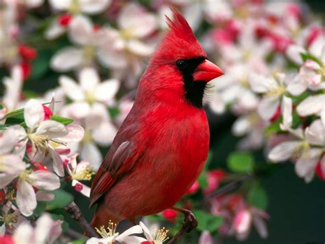 Cardinal HD Wallpaper
