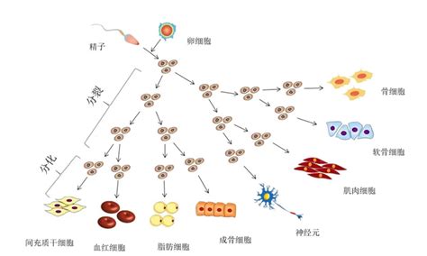 了解单细胞测序第一课——初识单细胞测序
