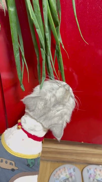 니들이 파 맛을 아러 Youtube