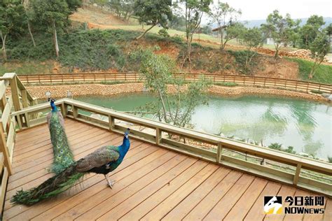 過年走春 挑戰全台最大向日葵迷宮 看孔雀開屏、泡足湯 財經 Nownews今日新聞