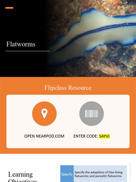 Flatworms Pdf Biology