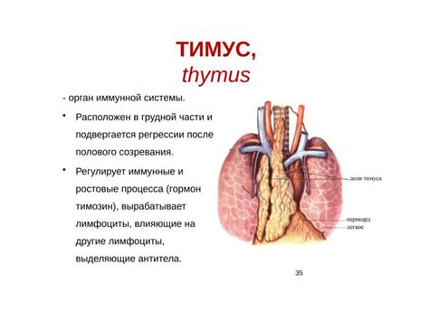 Эндокринные железы презентация онлайн
