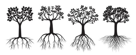 Tree Roots Vector Art Icons And Graphics For Free Download