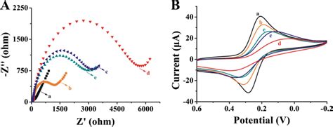 Nyquist Plots A And Cvs B Of The Biosensor Assembly Process A