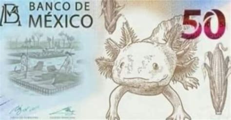 ¿lo Tienes Ofrecen Hasta 50 Mil Pesos Por Billete De 50 Pesos Con
