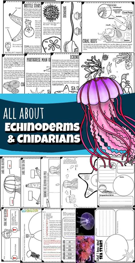 All About Echinoderms And Cnidarians Jellyfish Sea Stars Sand Dollars