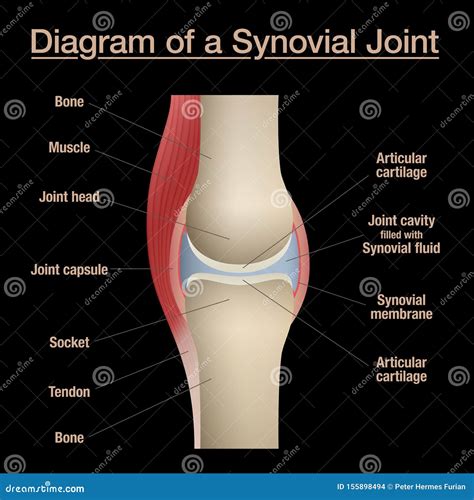Bone Joint Diagram Labeled Black Background Vector Illustration 155898494 Bone Joint Diagram Labeled Black Background Vector Illustration 155898494