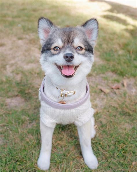 Yuki The Pomsky Rrarepuppers