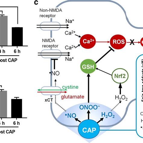CAP Elevates GSH Temporally A GSH And B GSH GSSG Ratio Of PC12 Cells