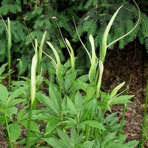 Pinellia Pedatisecta Lifestyle Seeds
