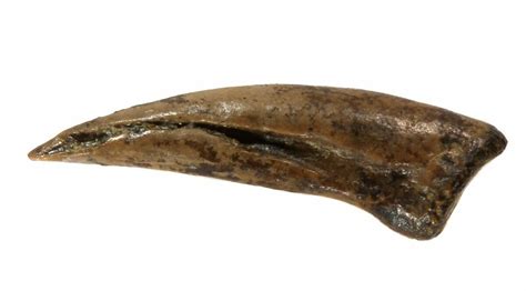 59 indeterminate fossil claw hell creek formation 49575 for sale