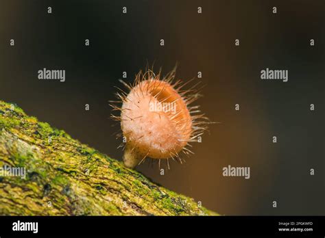 Phylum Ascomycota