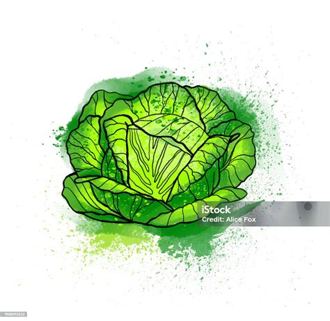 손으로 그린 화려한 밝은 신선한 양상추 양배추 샐러드입니다 수채화 흰색 배경입니다 건강한 생활방식에 대한 스톡 벡터 아트 및 기타 이미지 건강한 생활방식 건강한 식생활