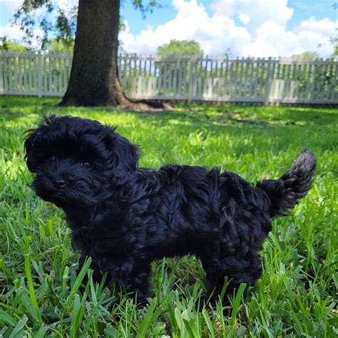 Emily Black Maltipoo Puppy Female Michele S Puppies Paws