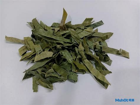 显微镜下的金花茶应用百科 明美光电