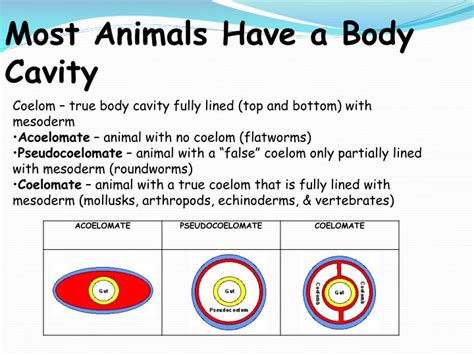 What Is A Coelom True Body Cavity