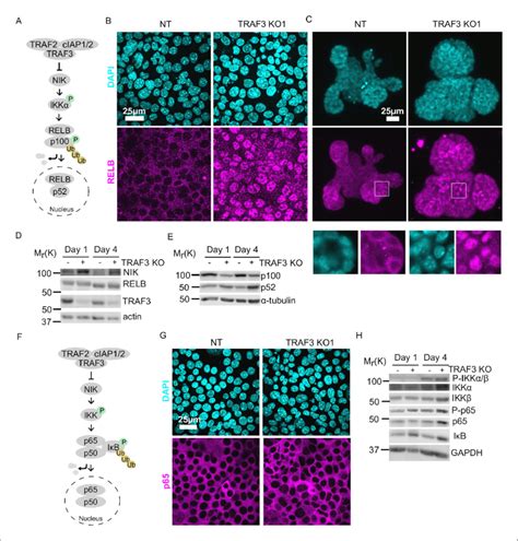 Loss Of Traf3 Specifically Activates Noncanonical But Not Canonical