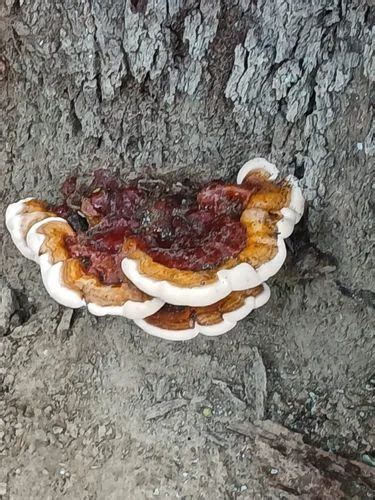 Dried Ganoderma Mushroom At ₹ 3200 Kg Muraul Muzaffarpur Id