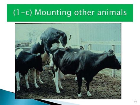 Lecture 2 Estrus Detection In Cattle Pptx Infertility Reproductive Health