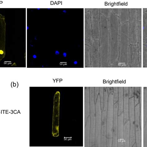 Subcellular Localization Of A Yfp Tahsfa5 B Psite3ca For Vector