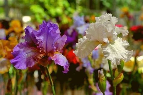 When Do Irises Bloom A Seasonal Flower Guide Gardening Dream