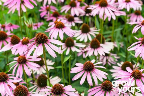 Echinacea ‘purple Coneflower Seeds Premium Echinacea Seeds Nz Grow