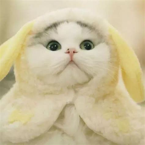 小猫口吐白沫精神萎靡怎么办