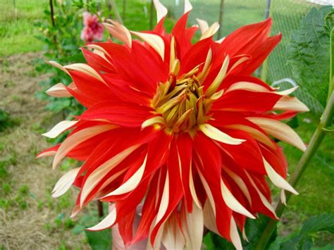 Dahlia Nick Sr In The Dahlias Database