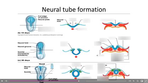 Neural Tube Formation Diagram Quizlet