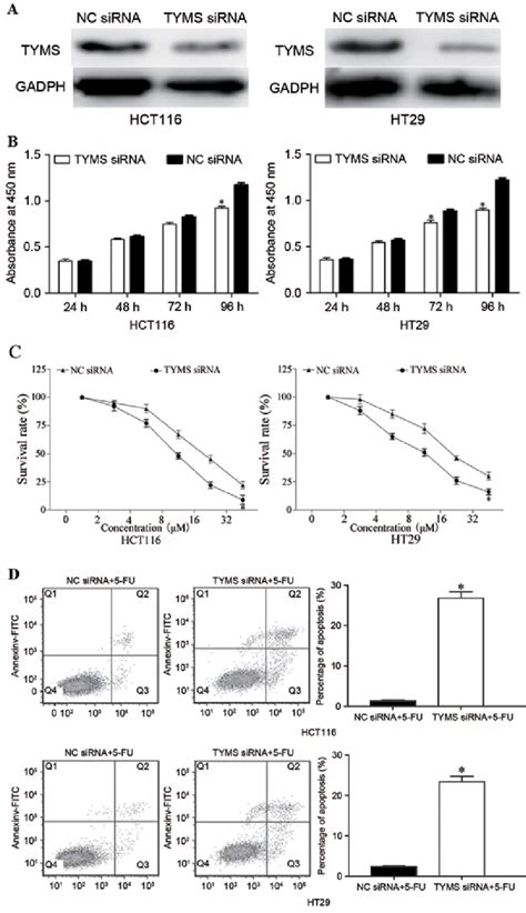 Effects Of Tyms Expression In Hct116 And Ht29 Cells A Tyms Sirna