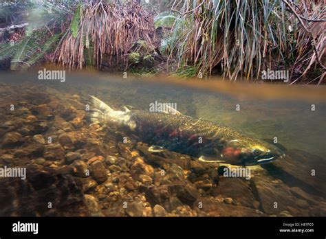 Coho Salmon Oncorhynchus Kisutch Female Guarding Her Redd In Thompson