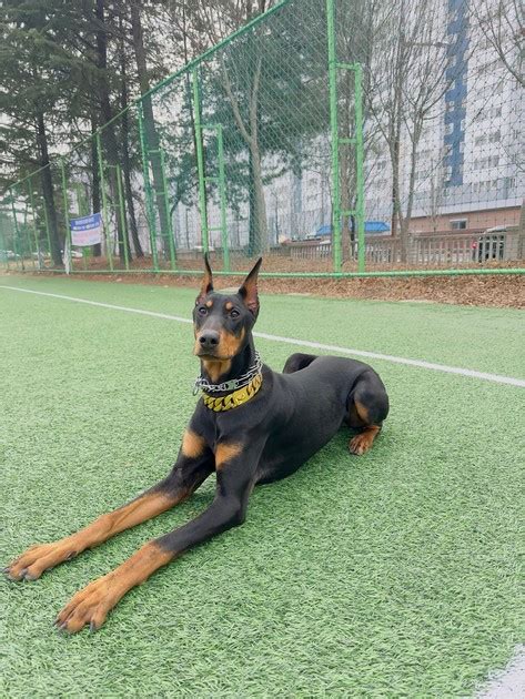 도베르만춘자강아지 책임분양♥ 강아지•고양이입양 강아지보호소 고양이보호소 무료분양 아이조아보호소