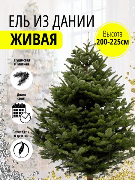 Елка живая, 200-225 см - купить с доставкой по выгодным ценам в ...