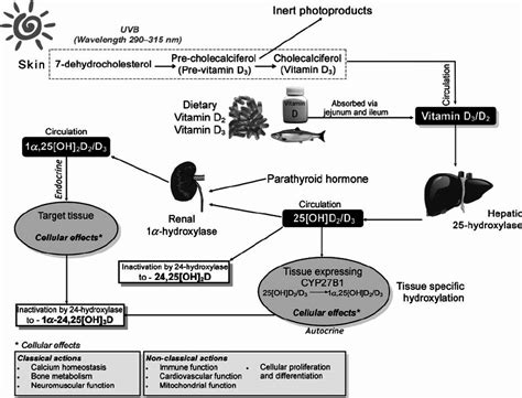 Schematic Representation Of The Vitamin D Synthetic And Metabolic