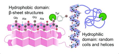 Schematic Representation Of Silk Fibroin With The Hydrophobic Domain