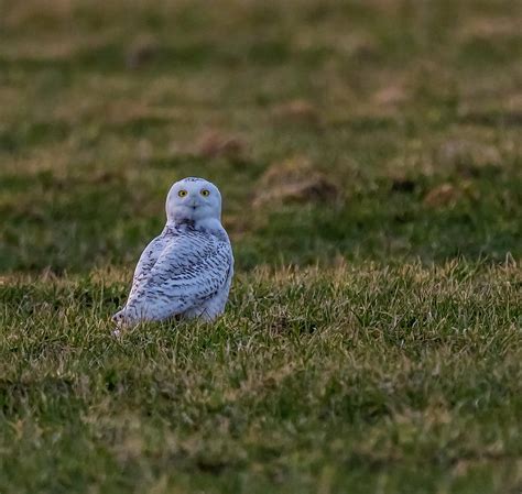 Snowy Owl Photograph By Ron Suich Fine Art America