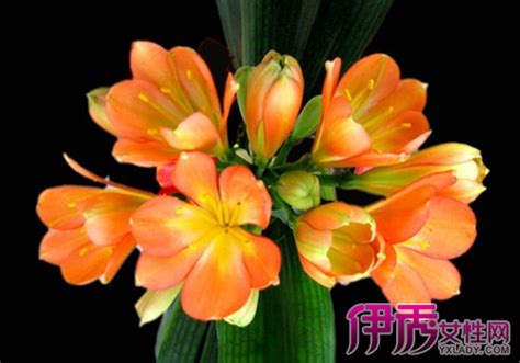 【奇异君子兰图片】【图】奇异君子兰图片大全 11个方法教你分辨名贵君子兰伊秀花草