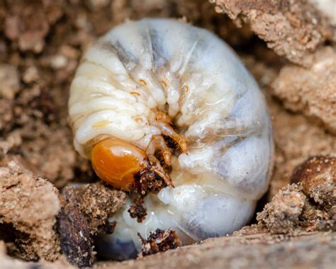 Woodworm What Are The Warning Signs Cornwall Pest Control